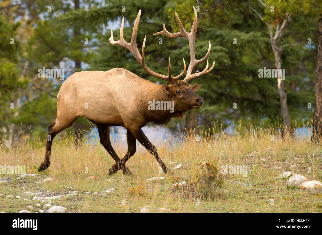 Elk (Cervus elaphus) bull running, North America Stock Photo - Alamy