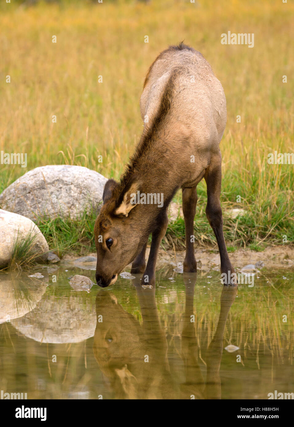 Elk (Cervus elaphus) calf drinking, North America Stock Photo - Alamy