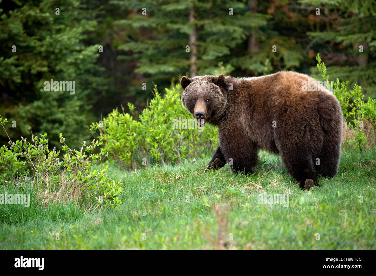 Grizzly Bear (Ursus arctos horribilis), North America Stock Photo - Alamy