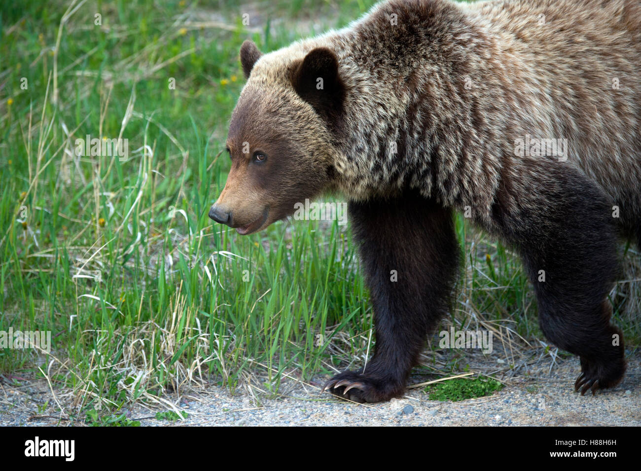 Grizzly Bear (Ursus arctos horribilis) yearling, North America Stock ...
