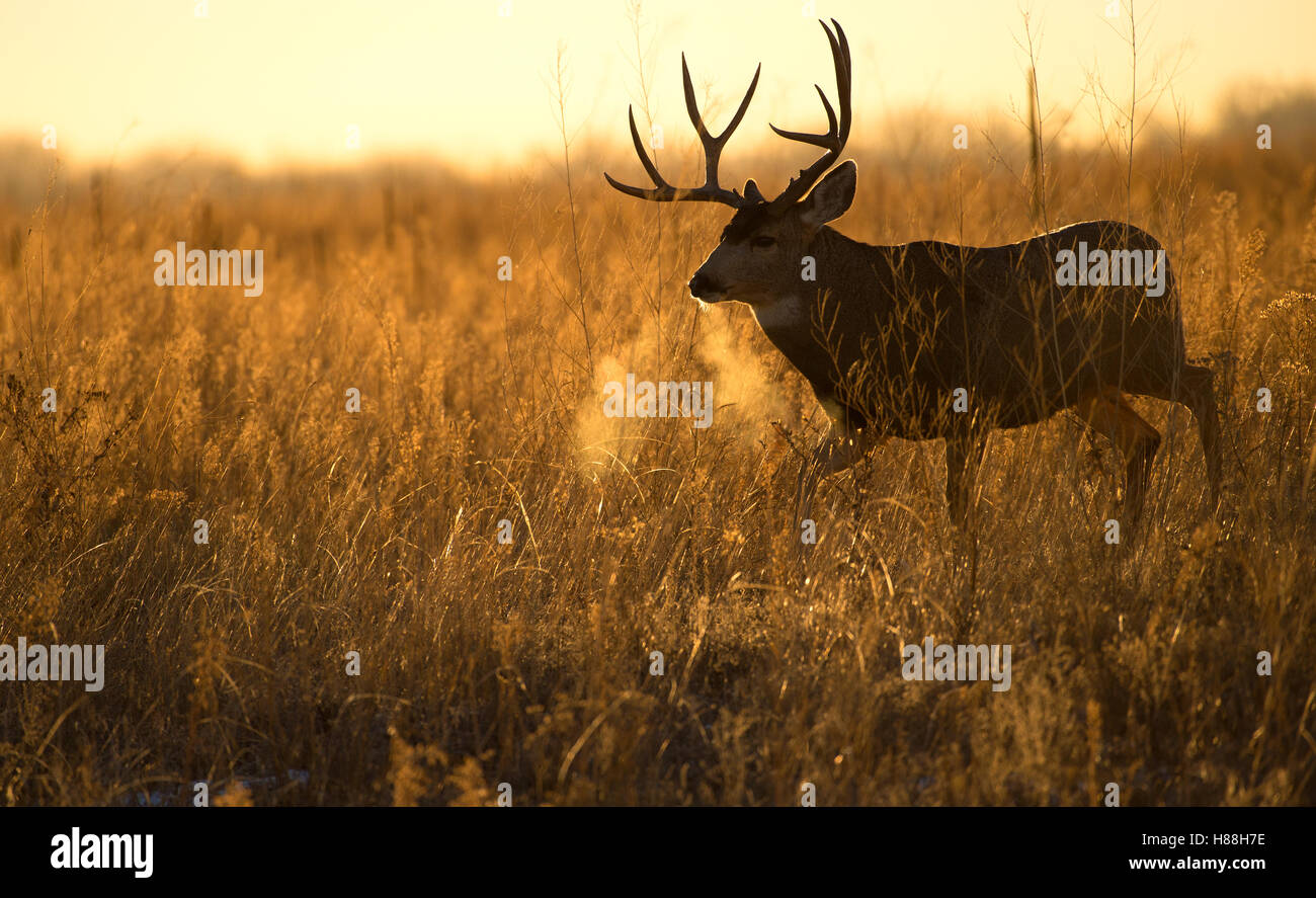 Mule Deer (Odocoileus hemionus) buck breathing, North America Stock ...
