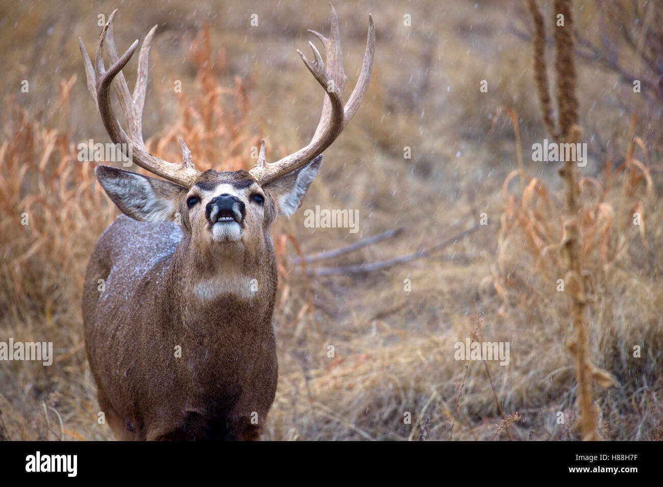 Mule Deer (Odocoileus hemionus) buck flehming, North America Stock ...
