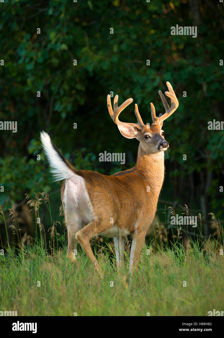 White-tailed Deer (Odocoileus virginianus) buck in defensive posture ...