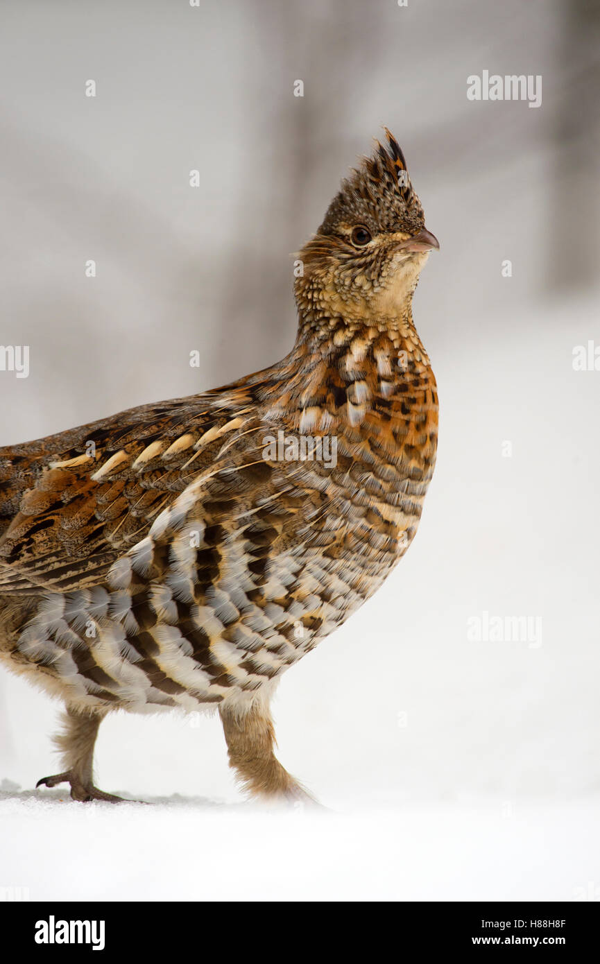 Ruffed Grouse (Bonasa umbellus) in snow, North America Stock Photo - Alamy