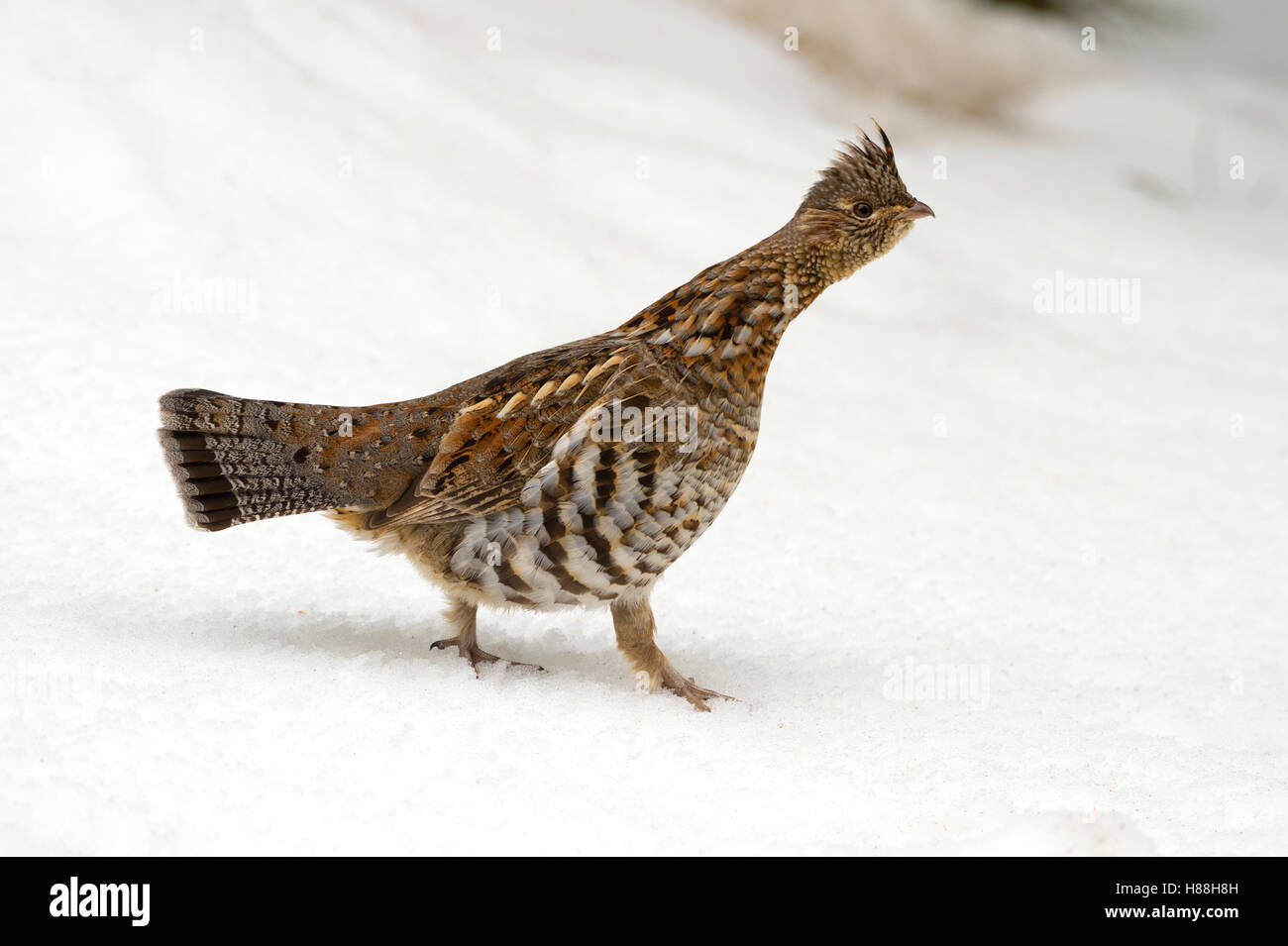 Ruffed Grouse (Bonasa umbellus) in snow, North America Stock Photo - Alamy