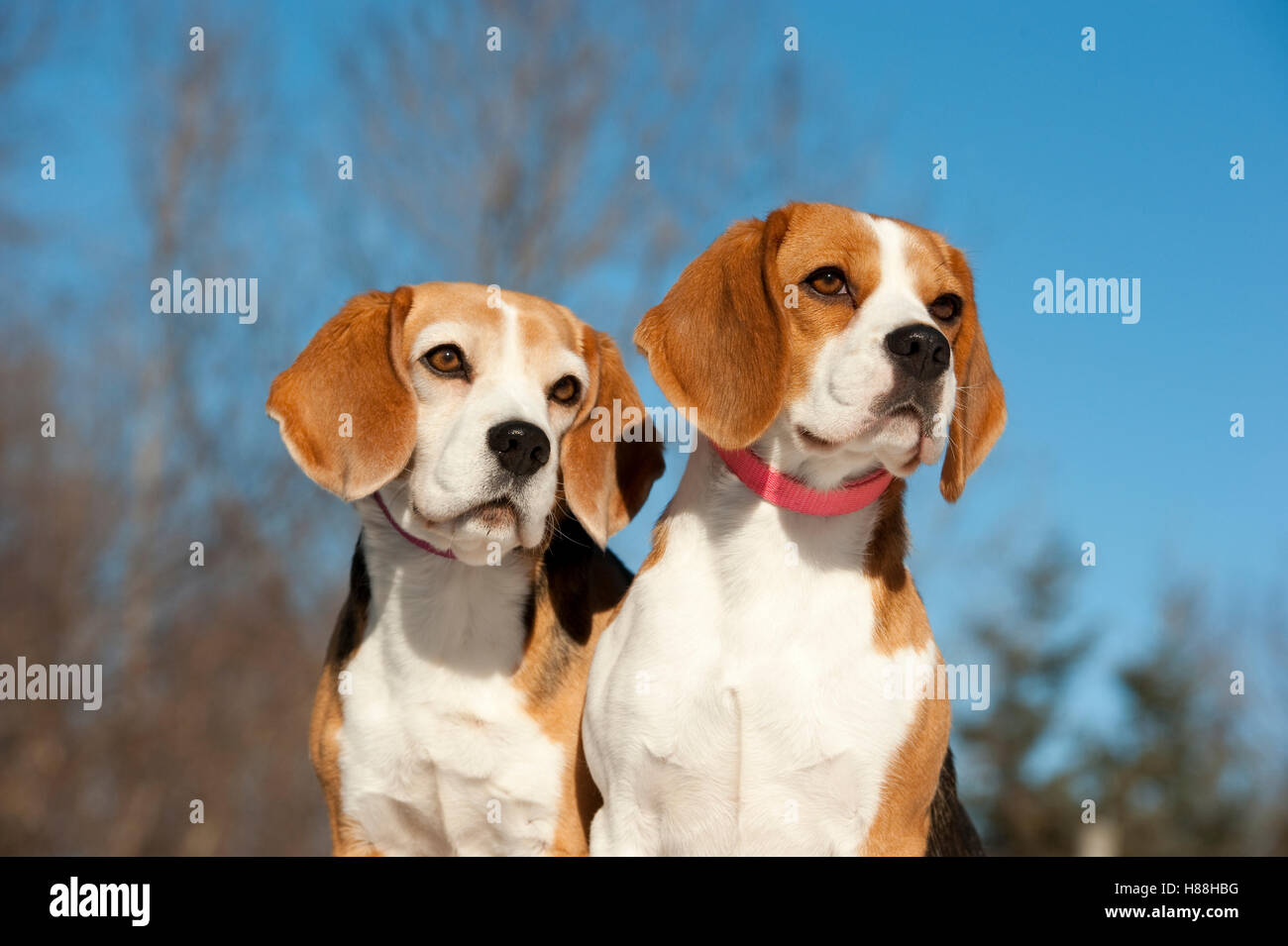 Beagle (Canis familiaris) pair Stock Photo - Alamy