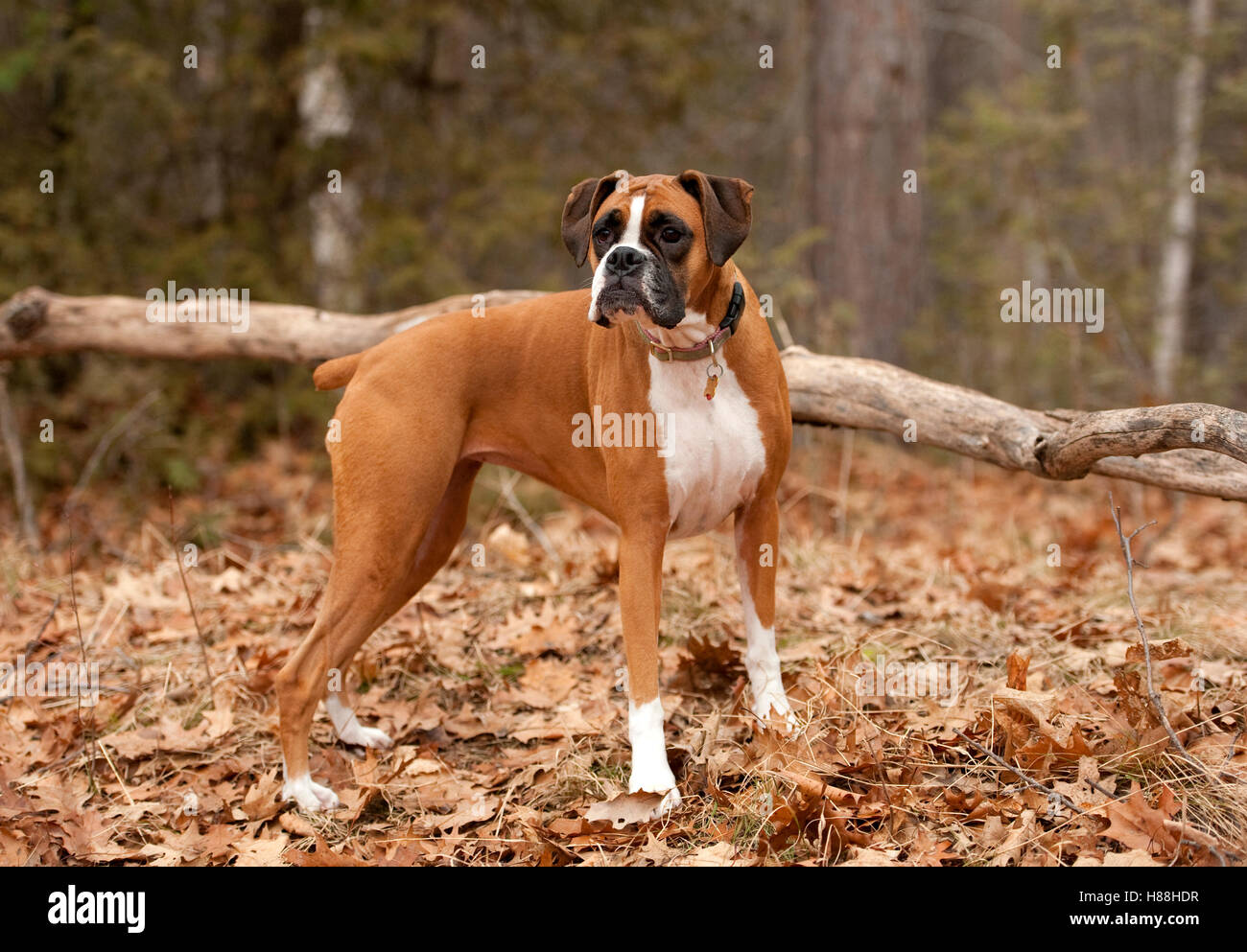Boxer (Canis familiaris Stock Photo - Alamy