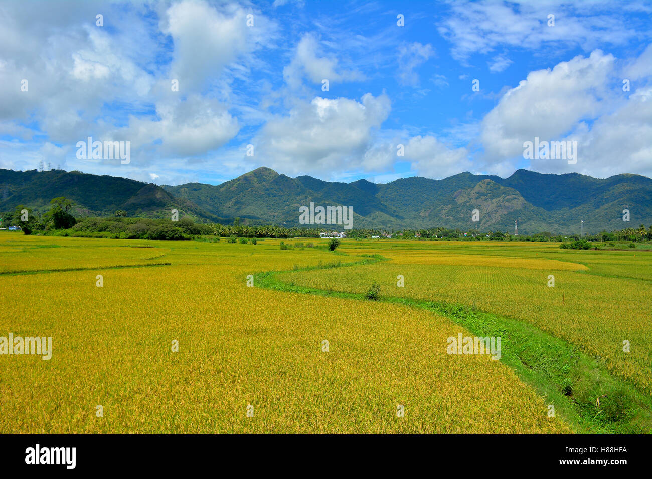 The Golden Field Stock Photo - Alamy