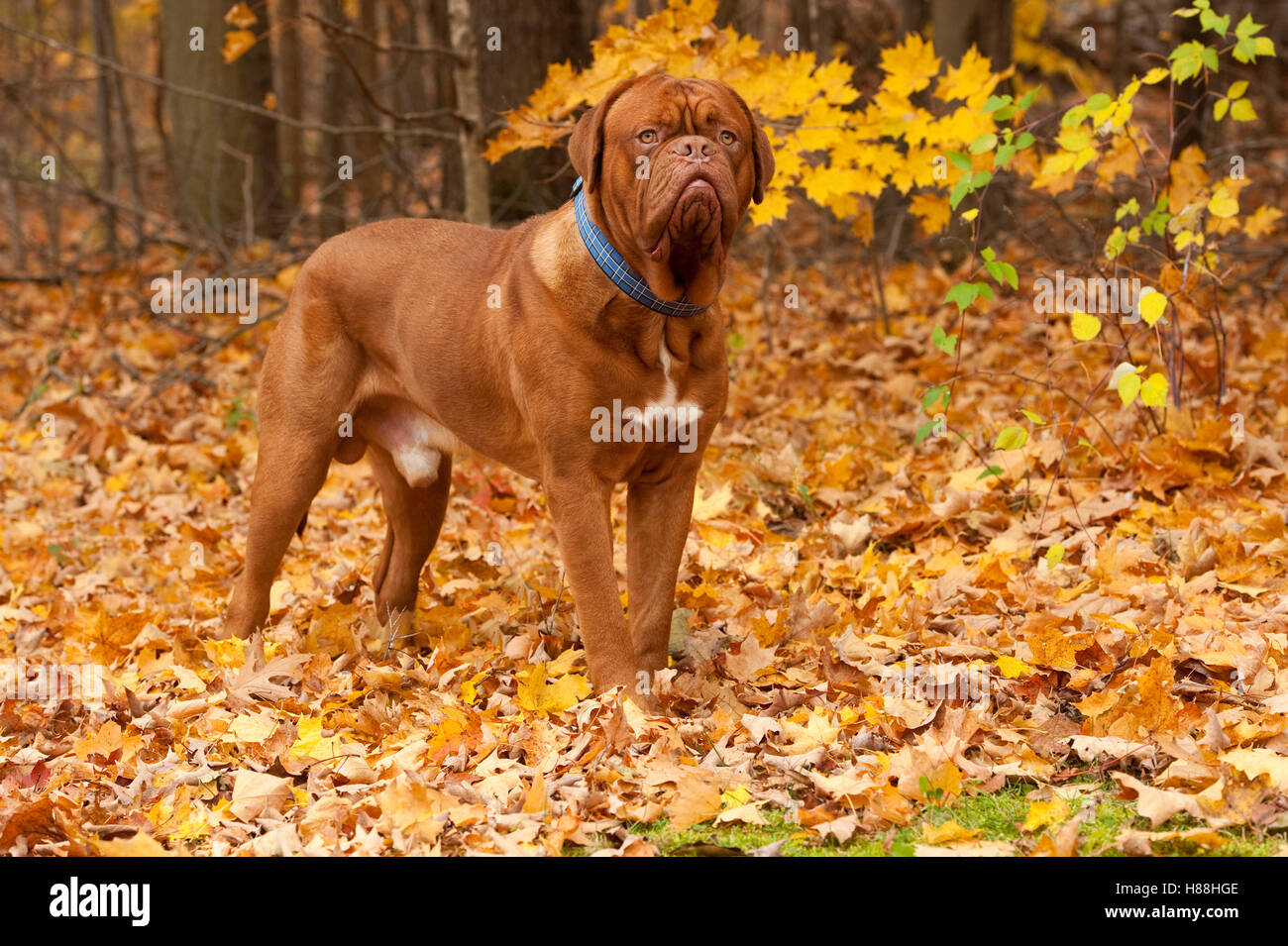 Dogue De Bordeaux (Canis familiaris) male Stock Photo - Alamy