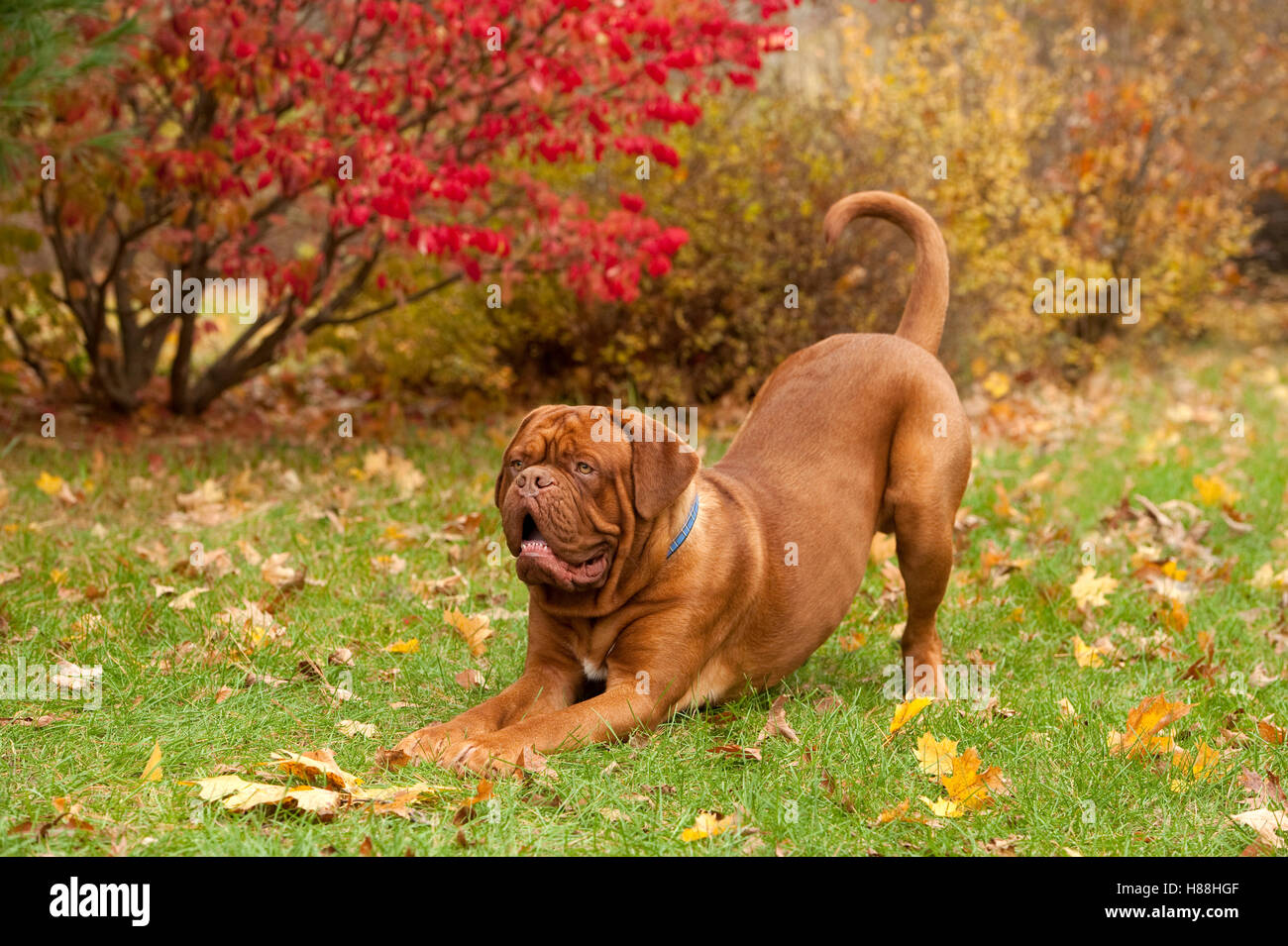Dogue De Bordeaux (Canis familiaris) juvenile male playing Stock Photo ...
