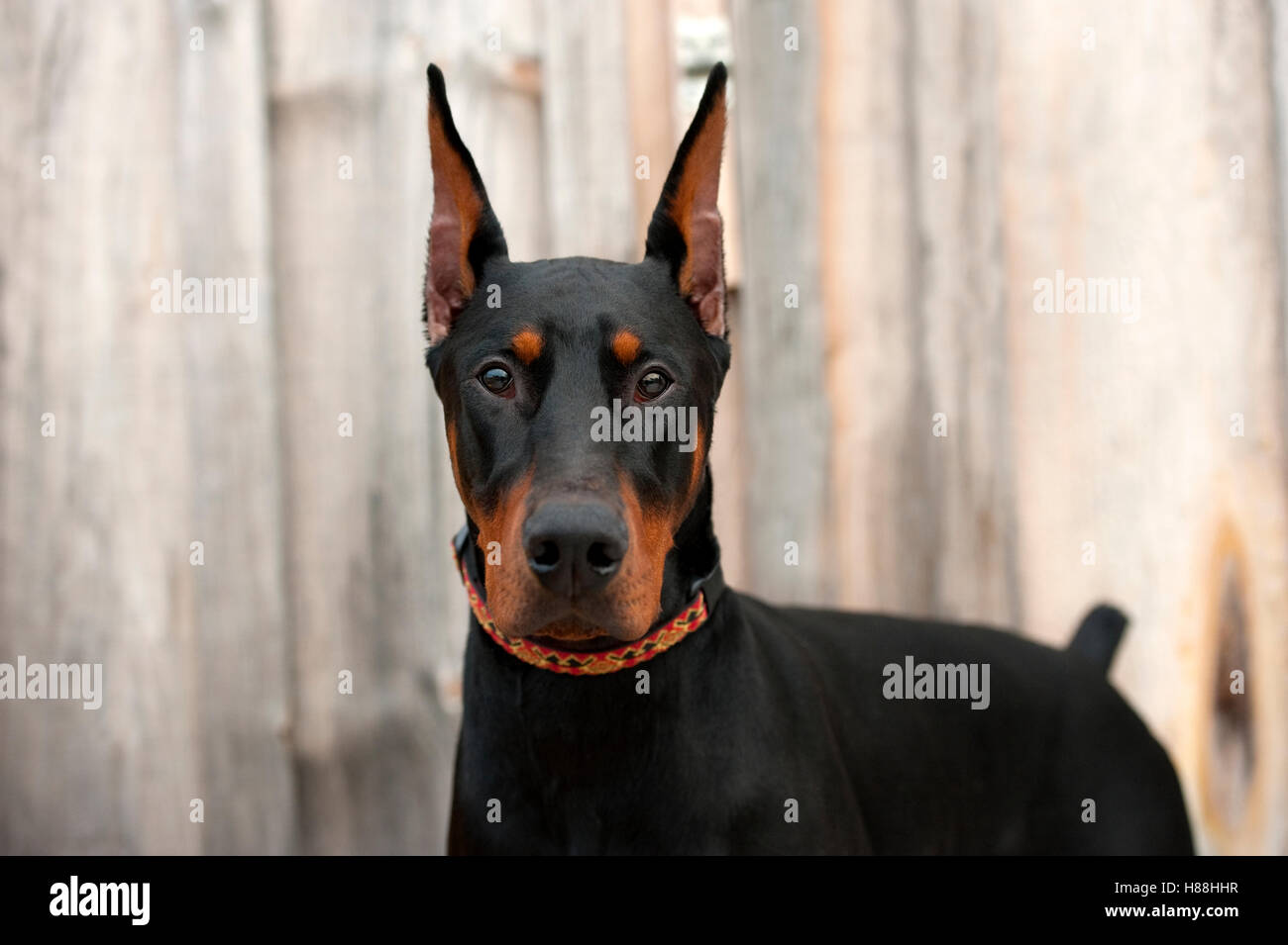 Doberman Pinscher (Canis familiaris) with clipped ears Stock Photo - Alamy