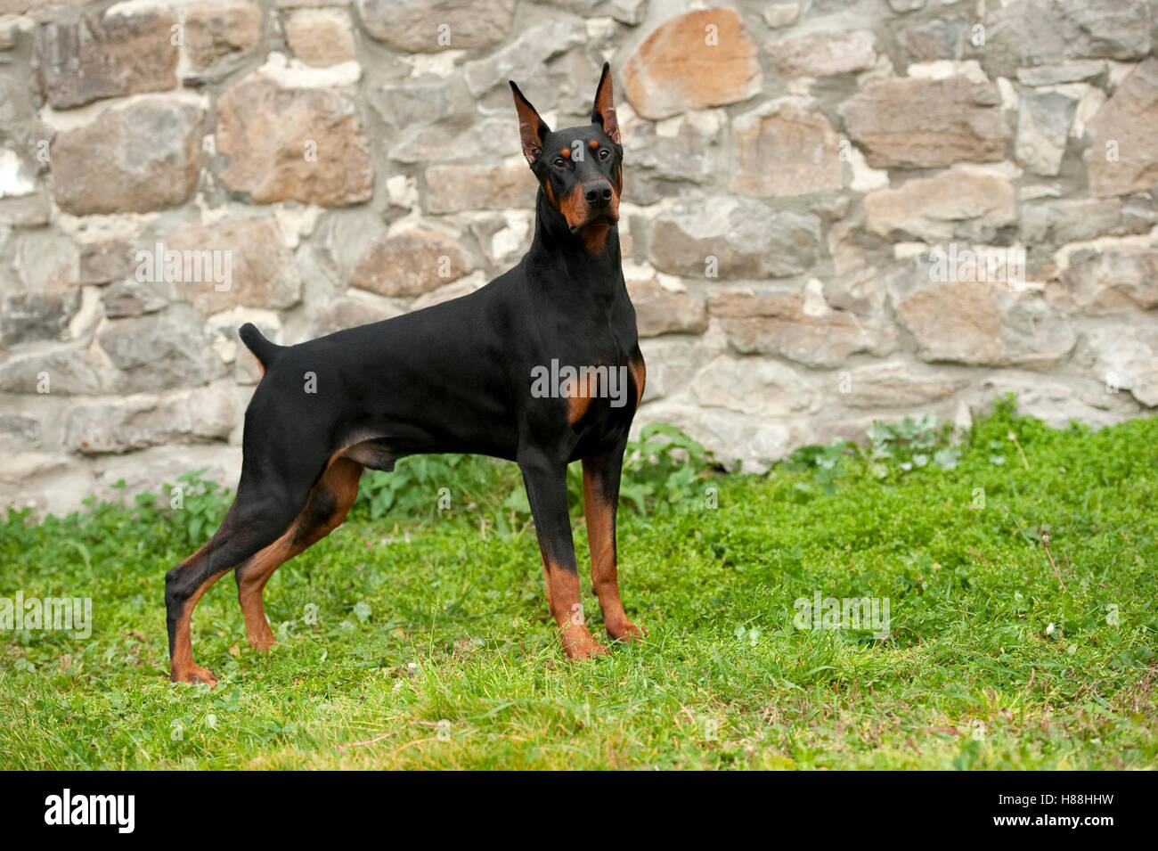 Doberman Pinscher (Canis familiaris) with clipped ears and tail Stock ...