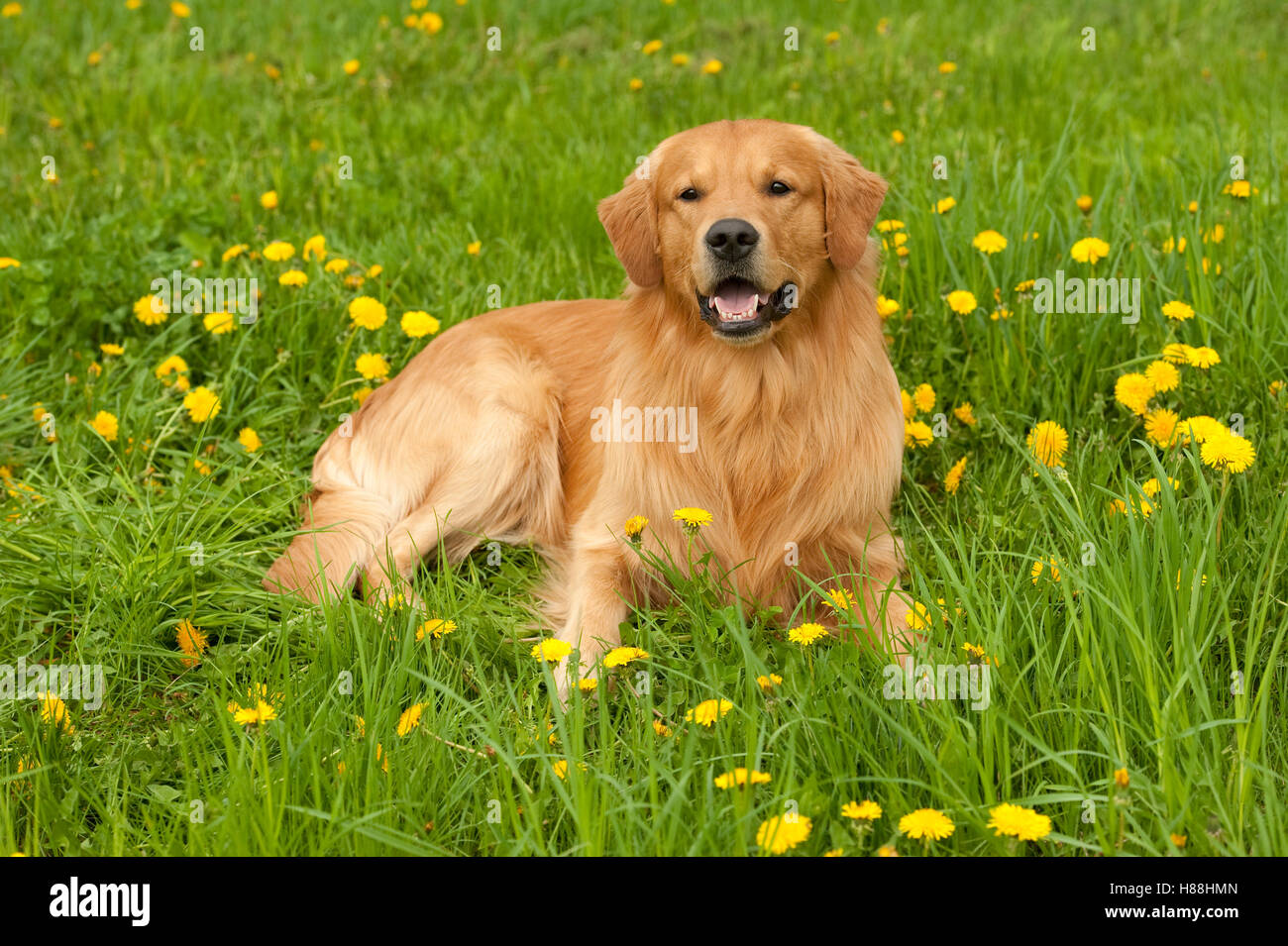 Golden Retriever (Canis familiaris Stock Photo - Alamy