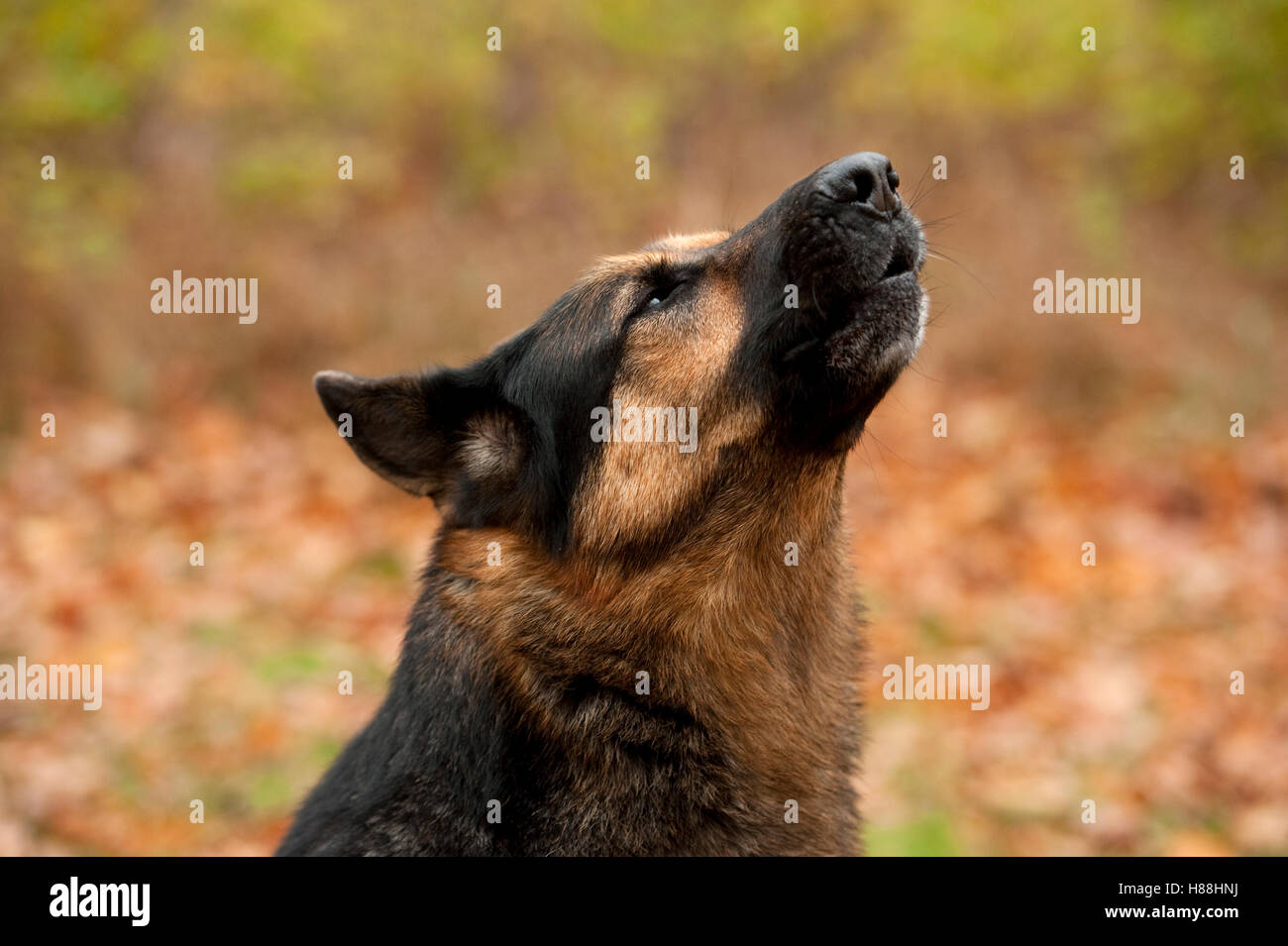 German Shepherd (Canis familiaris) male howling Stock Photo - Alamy