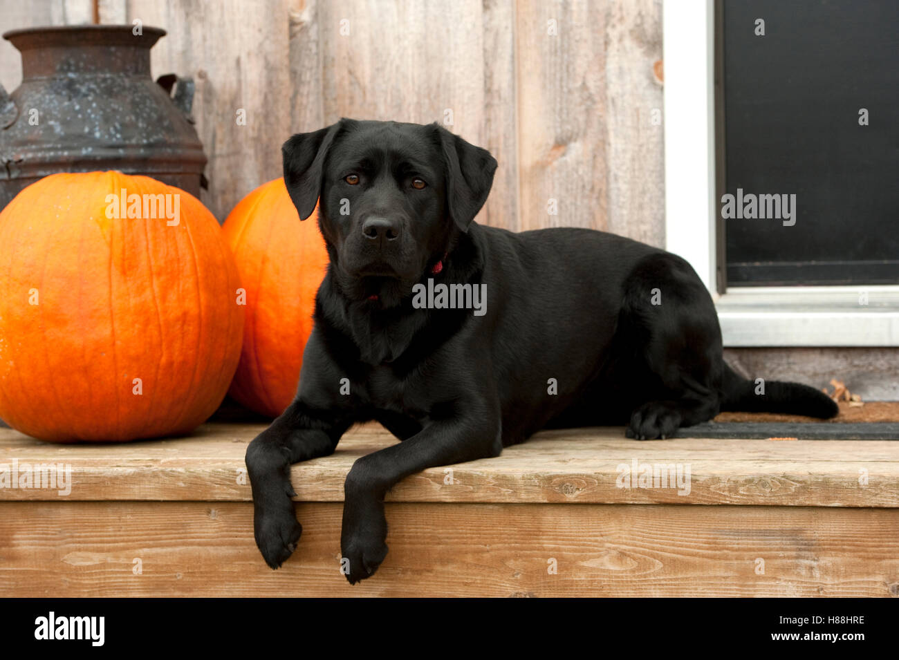 Black Labrador Retriever (Canis familiaris)with pumpkins Stock Photo ...