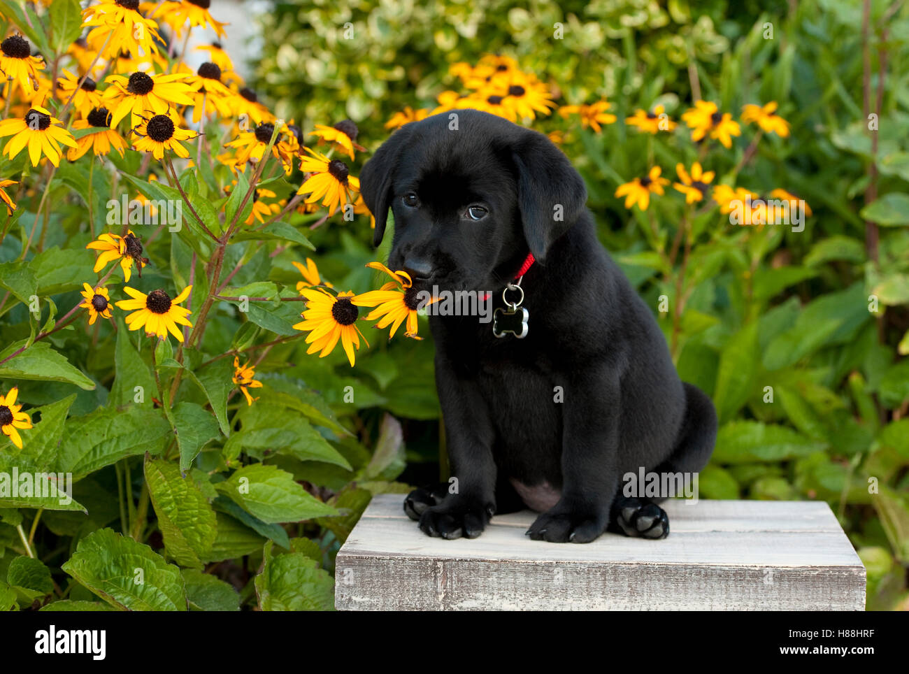 Black Labrador Retriever (Canis familiaris) puppy sniffing flower Stock ...