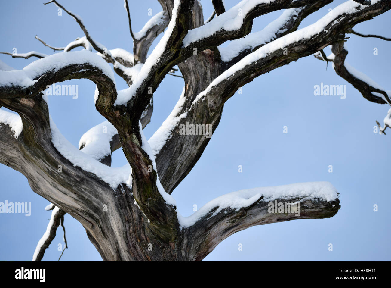 Dead trees snow hi-res stock photography and images - Alamy