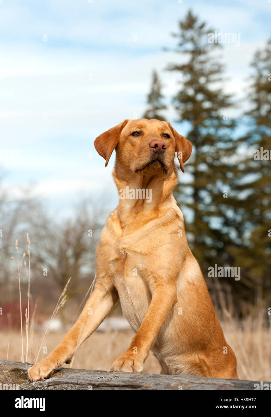 Yellow Labrador Retriever (Canis familiaris) male Stock Photo - Alamy