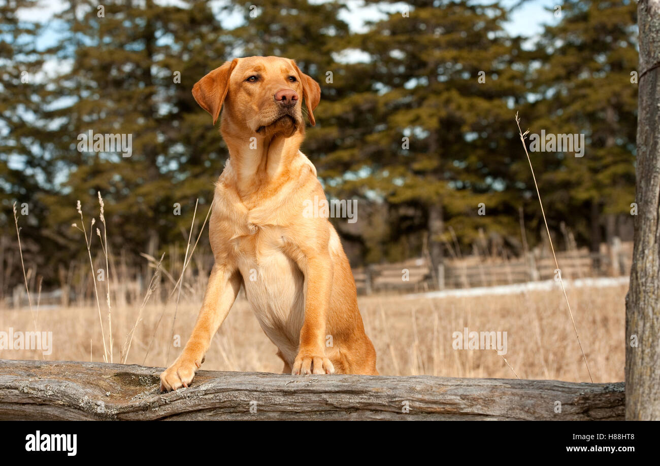 Yellow Labrador Retriever (Canis familiaris) male Stock Photo - Alamy