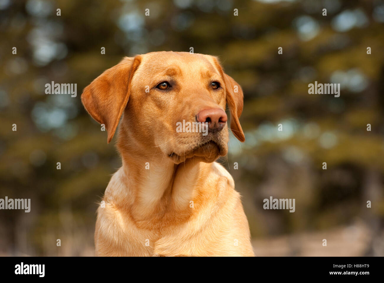 Yellow Labrador Retriever (Canis familiaris) male Stock Photo - Alamy