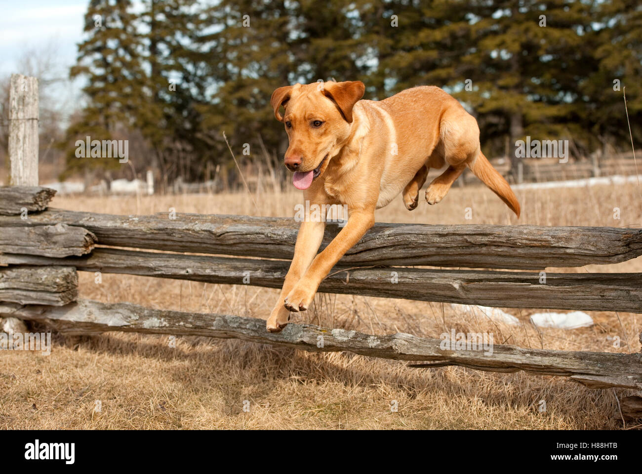 Yellow Labrador Retriever (Canis familiaris) male jumping over fence ...