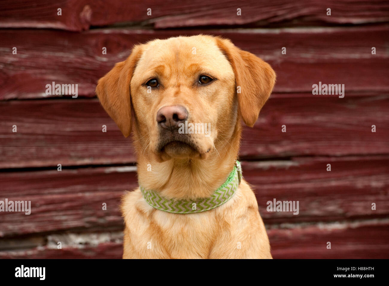 Yellow Labrador Retriever (Canis familiaris) female Stock Photo - Alamy