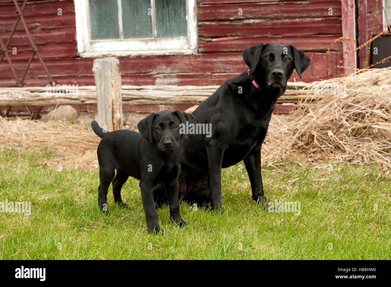 Black Labrador Retriever (Canis familiaris) parent and puppy Stock ...