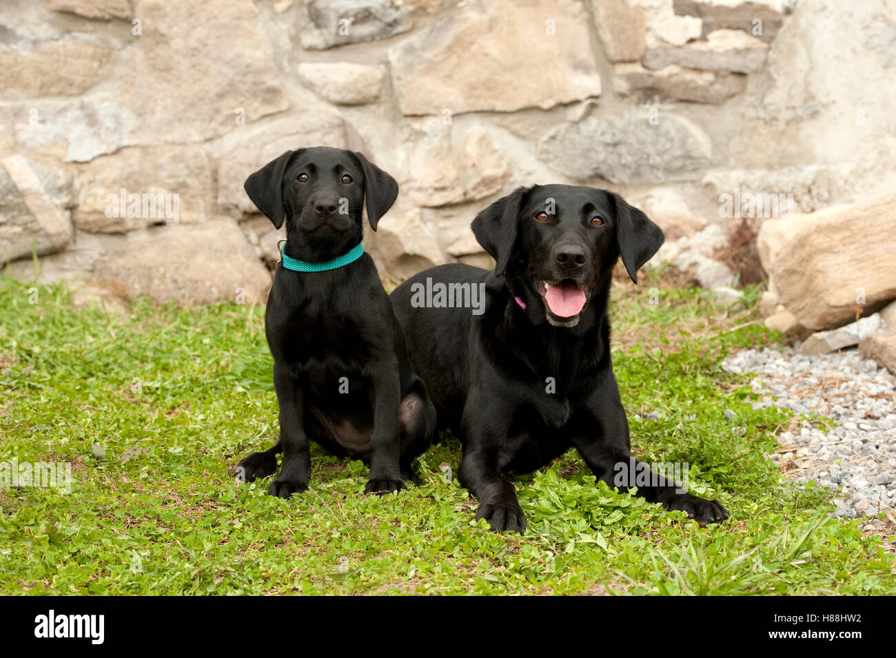 Black Labrador Retriever (Canis familiaris) parent and puppy Stock ...
