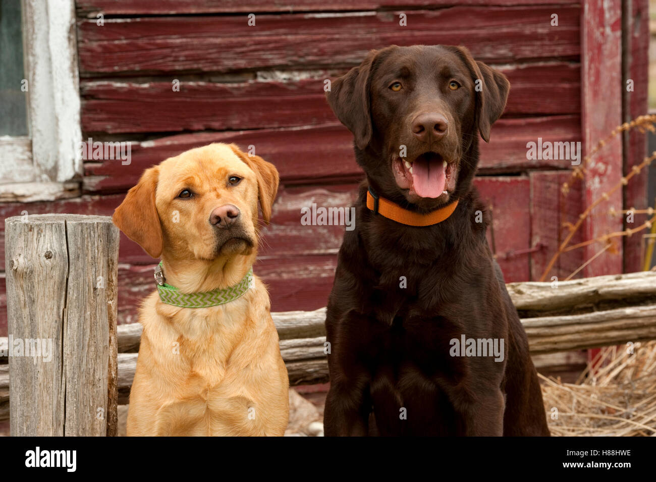 Yellow Labrador Retriever female and Chocolate Labrador Retriever ...