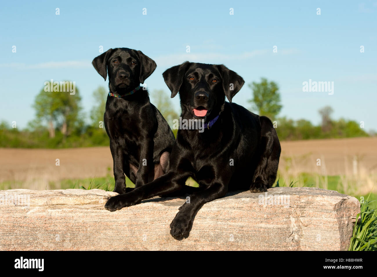 Black Labrador Retriever (Canis familiaris) mother and puppy Stock ...
