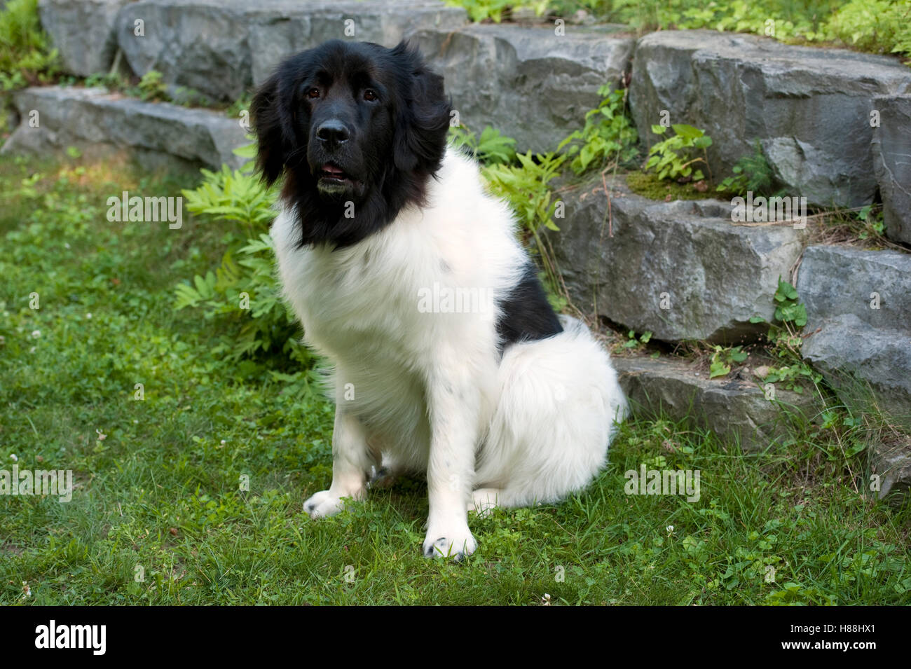 Newfoundland (Canis familiaris), landseer color Stock Photo - Alamy