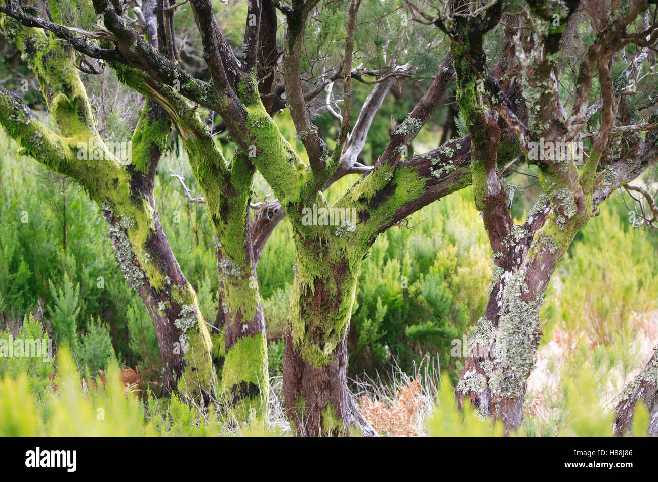 Tree Heath (Erica arborea) group in a temperate primary forest called ...