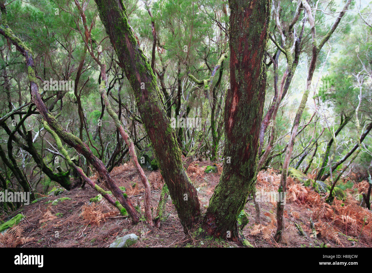 Tree Heath (Erica arborea) group in a temperate primary forest, Rabacal ...