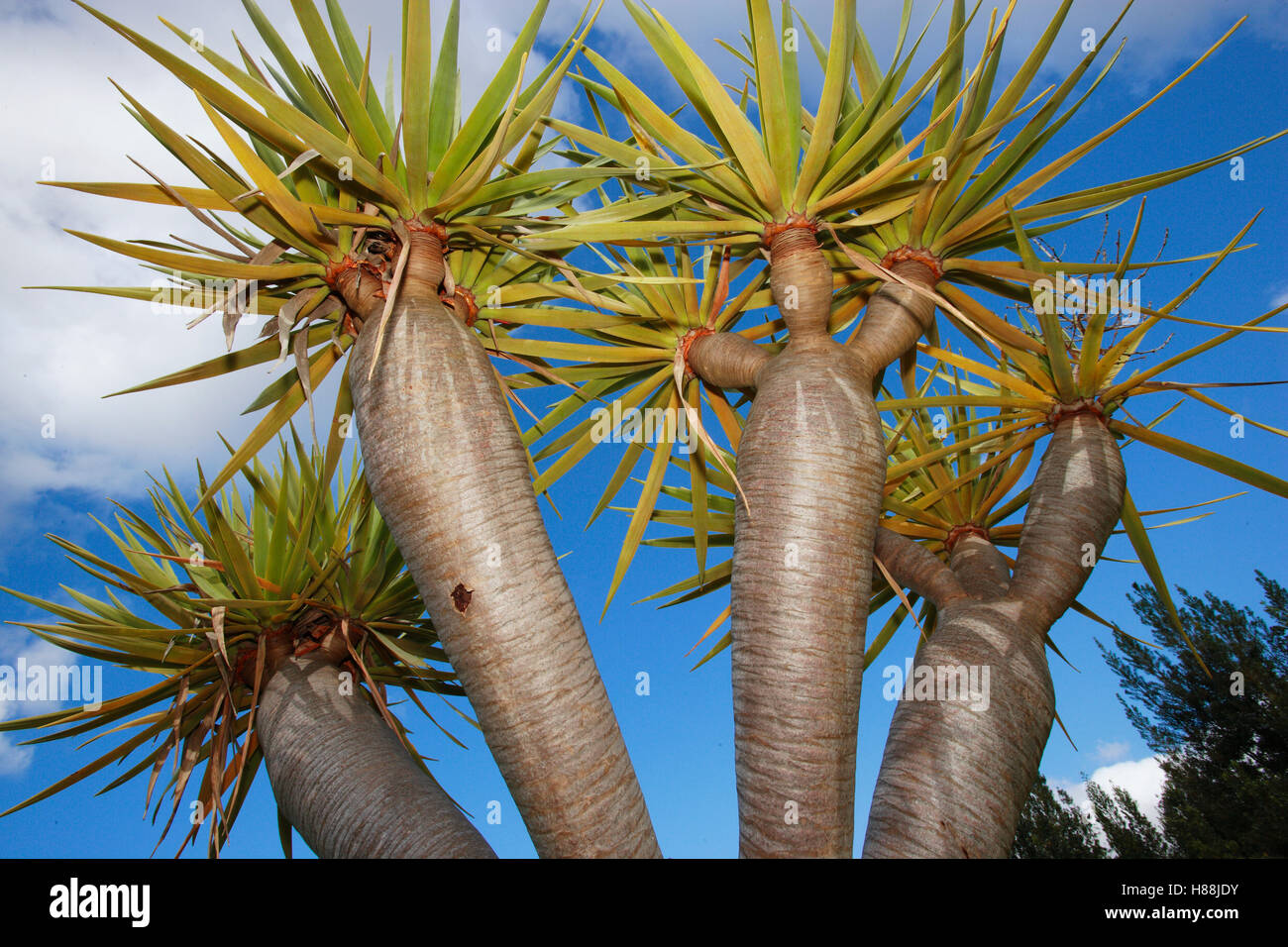 Canary Island Dragon Tree (Dracaena draco) trunk and leaves, Madeira ...