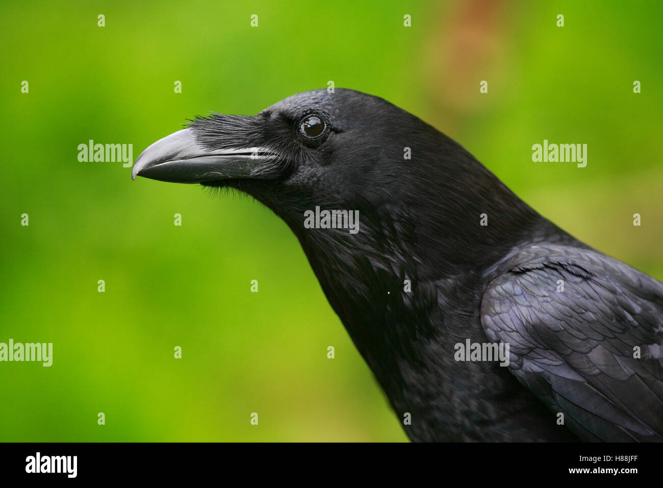 Common Raven (Corvus corax) portrait, Austria Stock Photo - Alamy