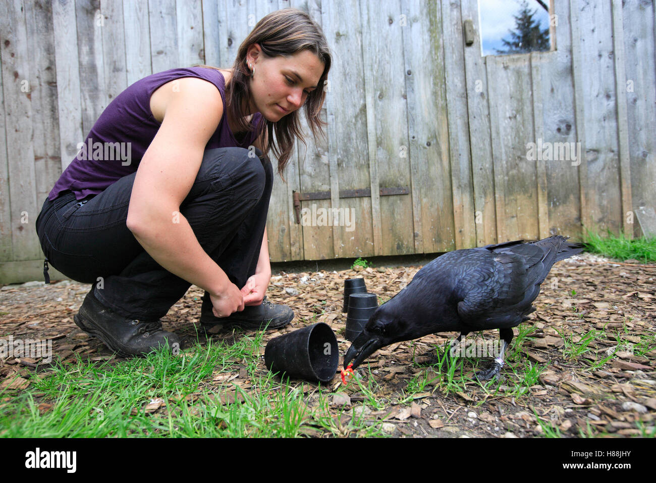 Common Raven (Corvus corax) performing cognitive experiments at the ...