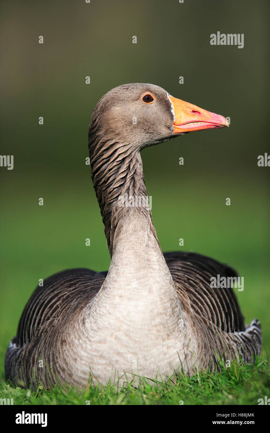 Greylag Goose (Anser anser) portrait, Austria Stock Photo - Alamy