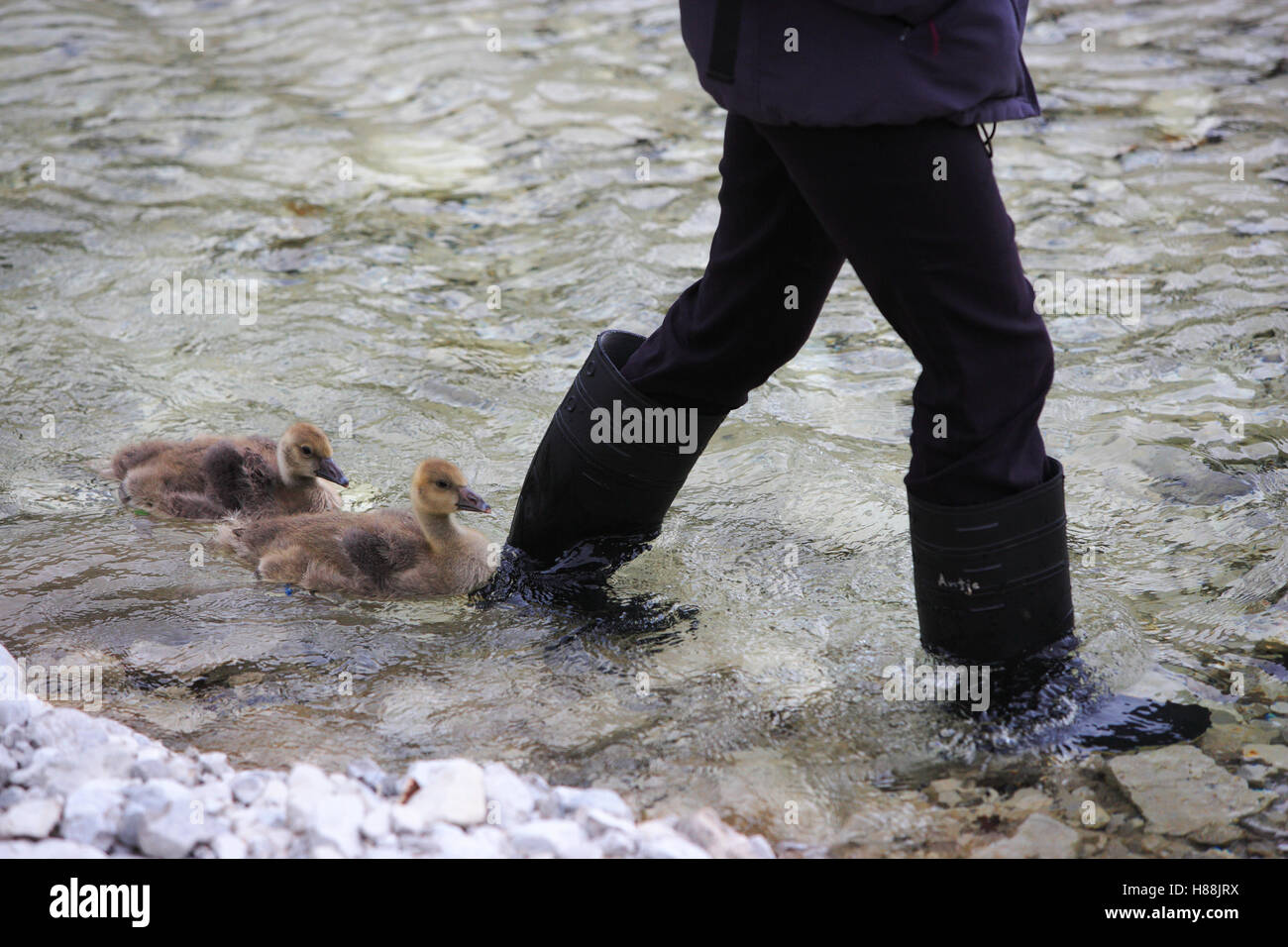 Greylag Goose (Anser anser) goslings following biologist, an example of ...