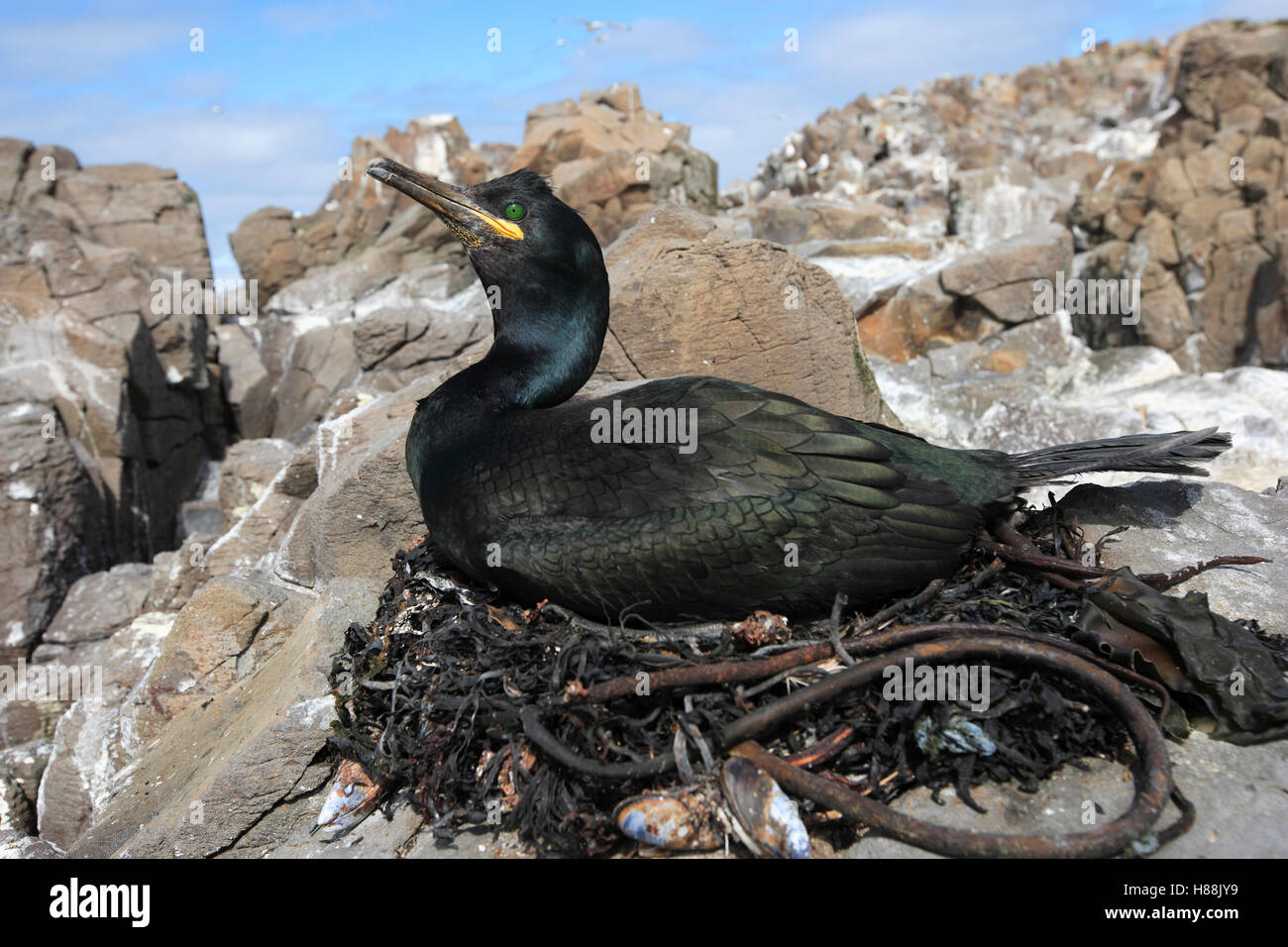 European Shag (Phalacrocorax aristotelis) female sitting on nest ...