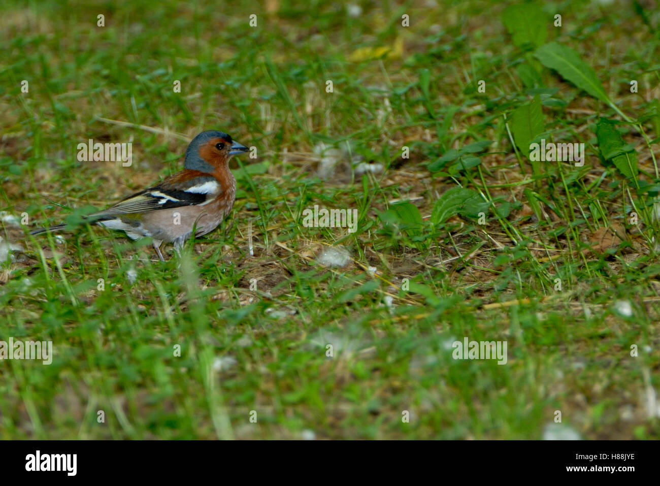 Finch Forest High Resolution Stock Photography and Images - Alamy