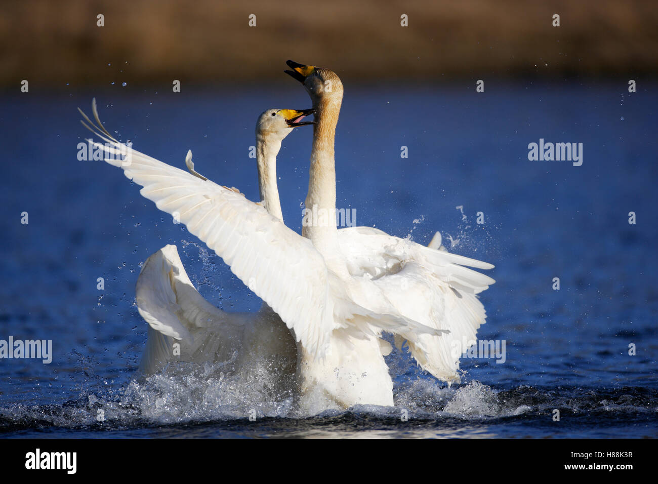 Whooper Swan (Cygnus cygnus) fighting, east Iceland Stock Photo - Alamy