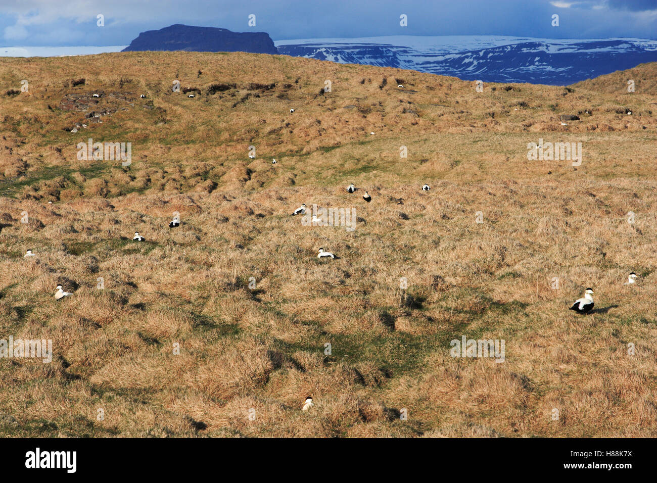 Common Eider (Somateria mollissima) nesting colony, Aedey Island ...