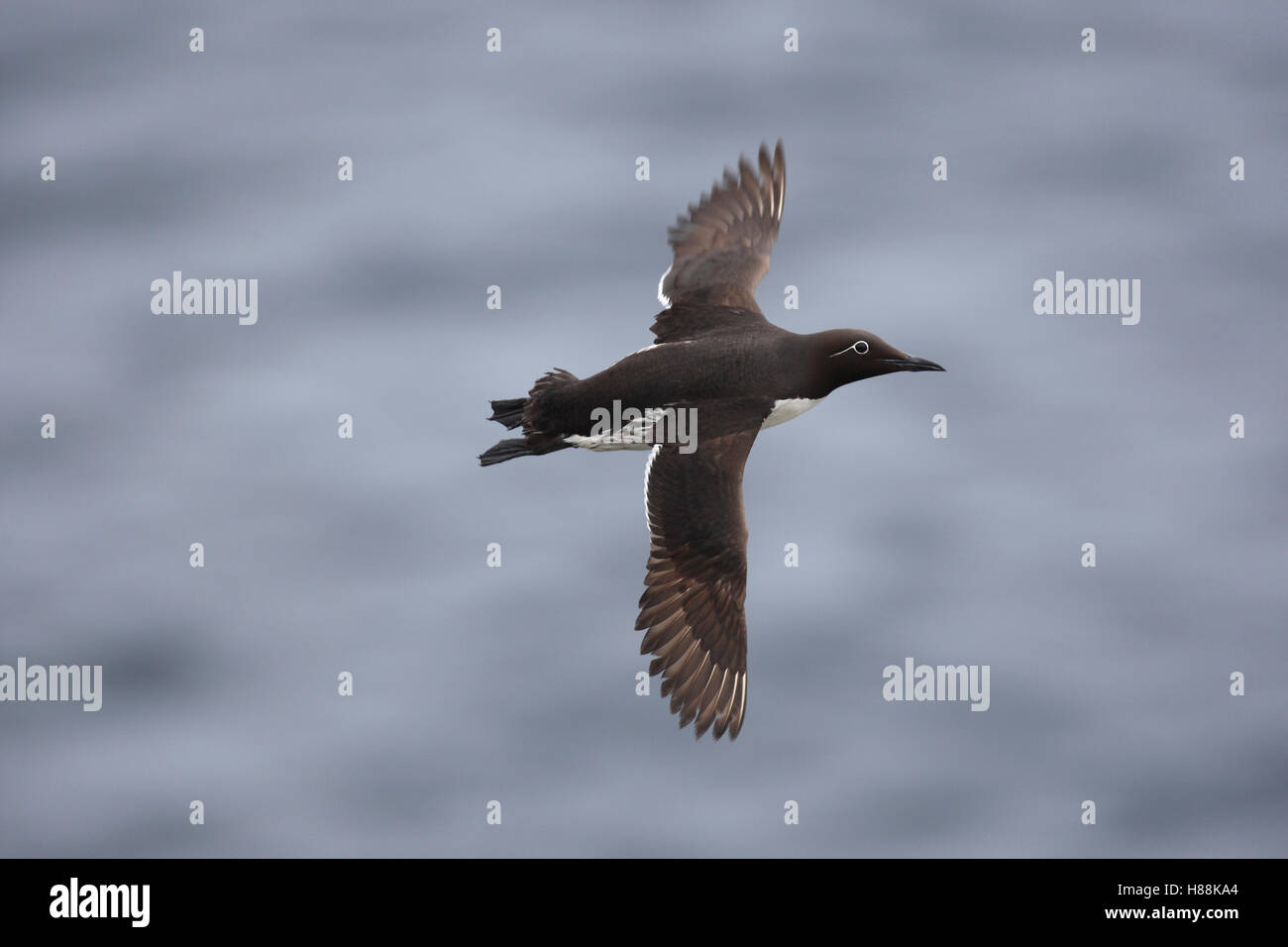 Common Murre (Uria aalge) bridled form flying, Langanes Peninsula ...
