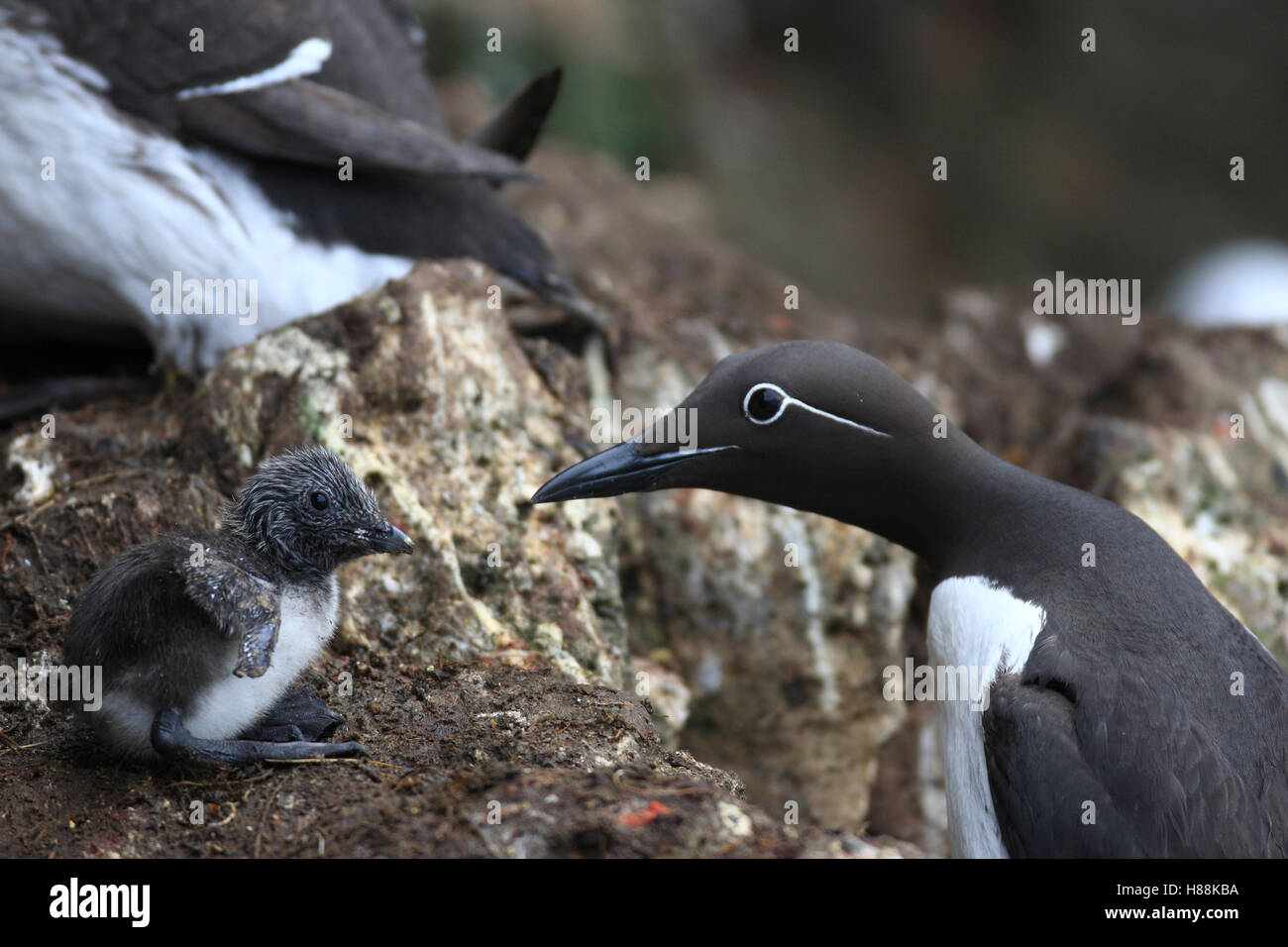 Common Murre (Uria aalge) bridled form with chick, Langanes Peninsula ...