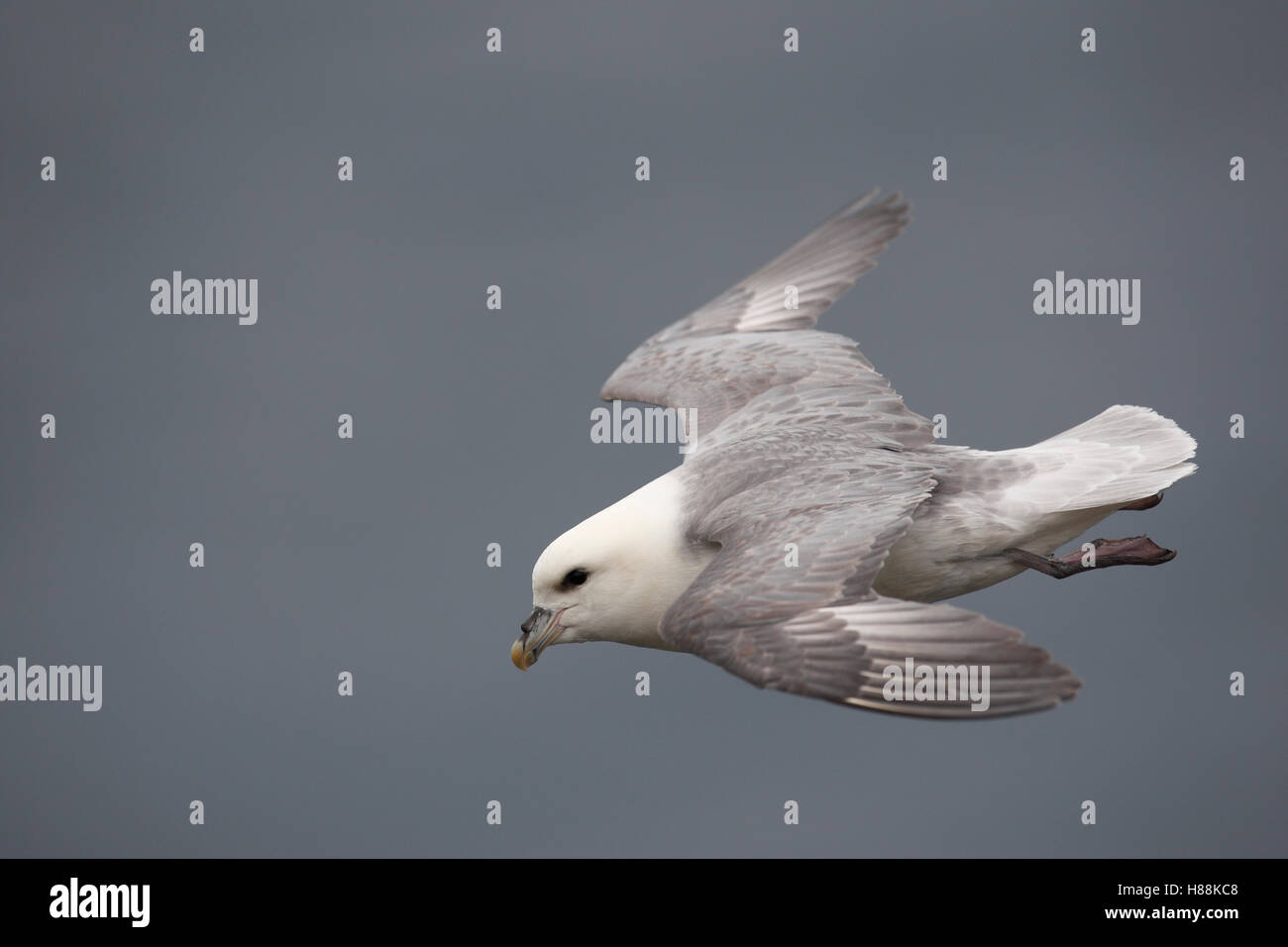 Northern Fulmar (Fulmarus glacialis) flying, Latrabjarg Cliff, West ...