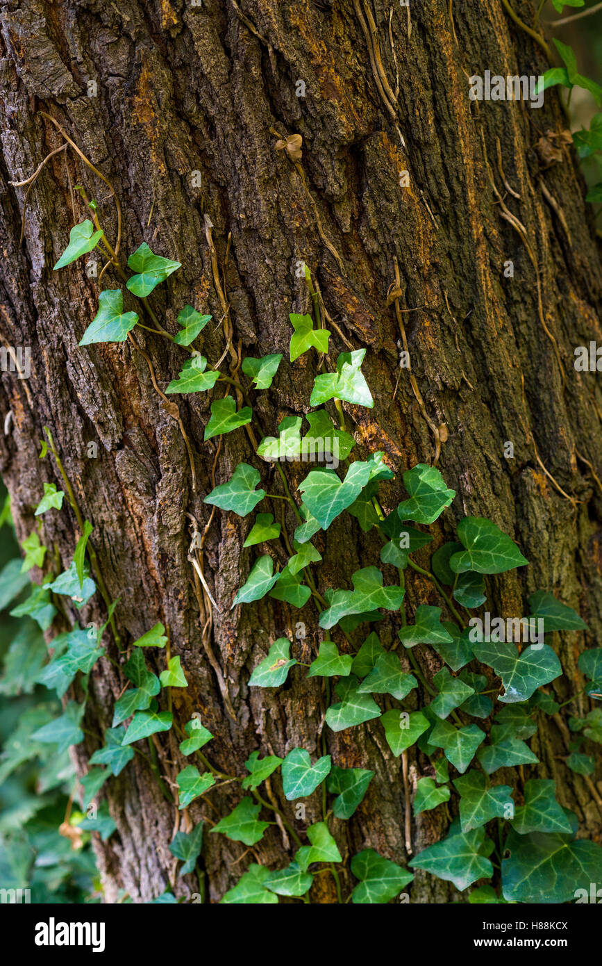 Ivy on an old tree trunk Stock Photo - Alamy