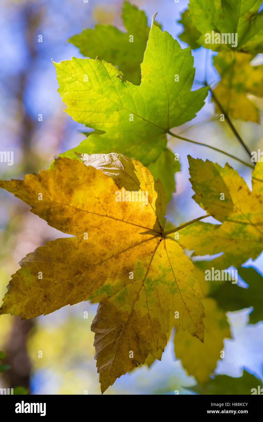 Ba leaves hi-res stock photography and images - Alamy