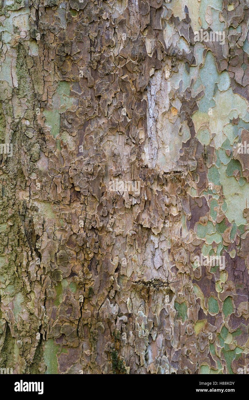 bark texture background pattern crack old brown Stock Photo - Alamy