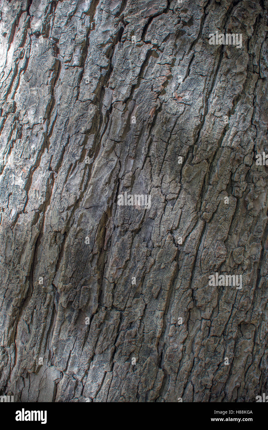 bark texture background pattern crack old brown Stock Photo - Alamy