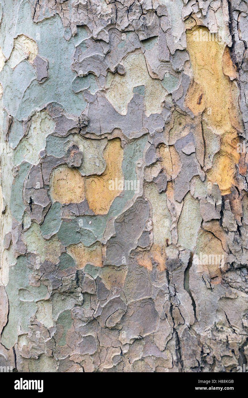 bark texture background pattern crack old brown Stock Photo - Alamy